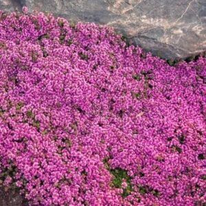 Complete Guide to Red Creeping Thyme - Midwest Propagation Nursery
