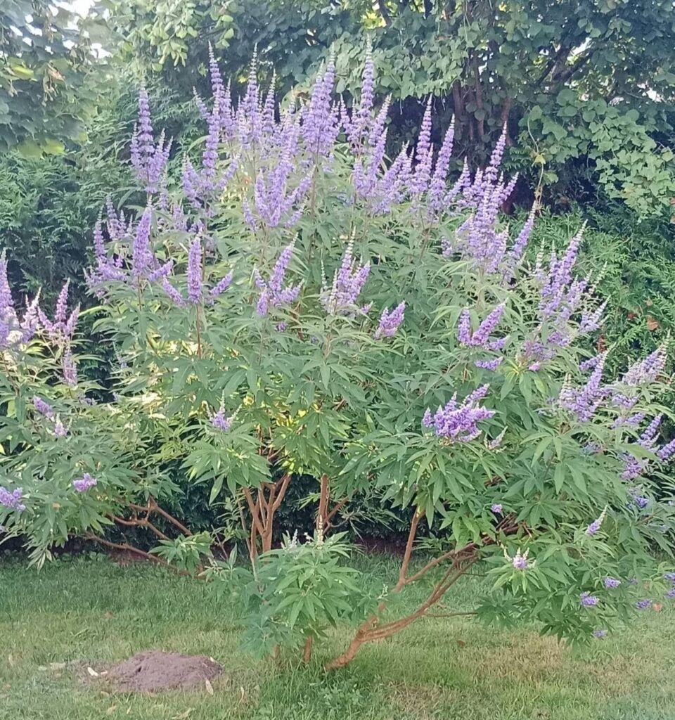 Vitex - Vitex Agnus-Castus (7Gal) - Midwest Propagation Nursery
