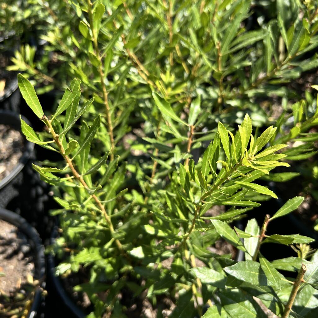 Dwarf Wax Myrtle - Myrica pusilla (5Gal) - Midwest Propagation Nursery